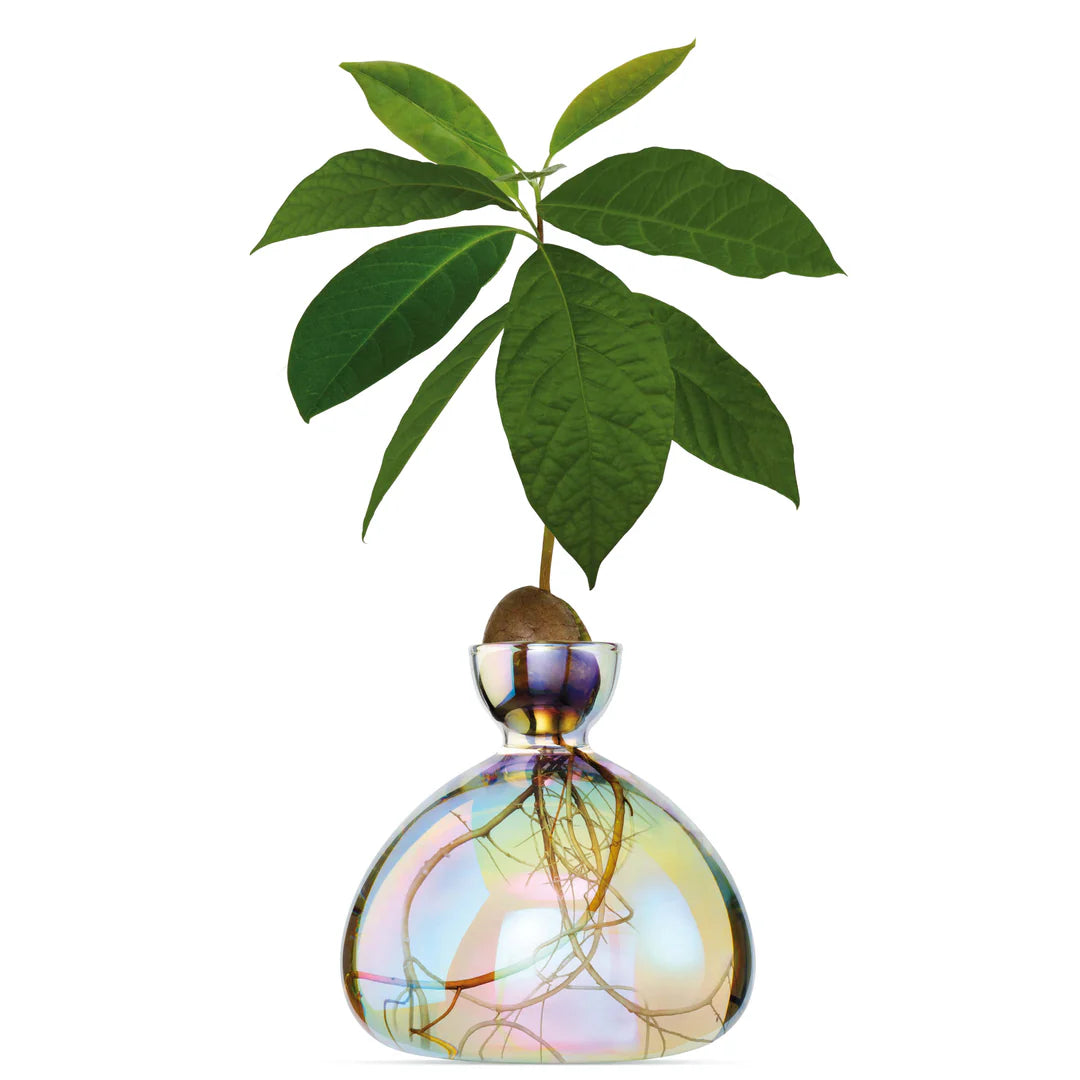 AVOCADO VASE COSMIC ASTRA – Lulu Puras