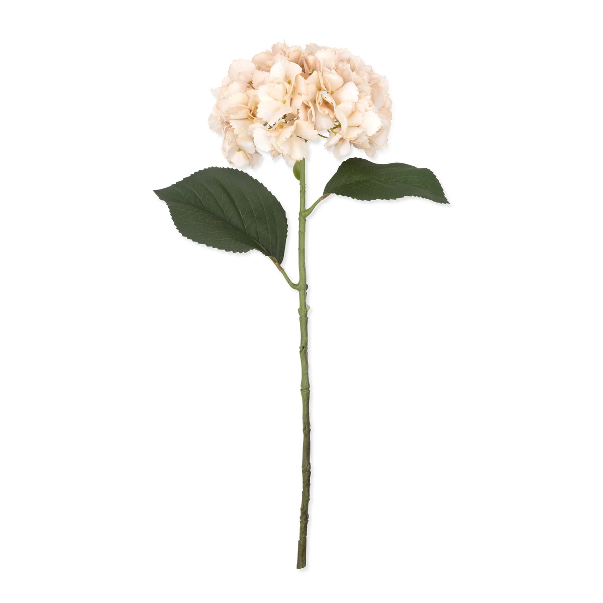 HYDRANGEA VANILLA STEM – Lulu Puras
